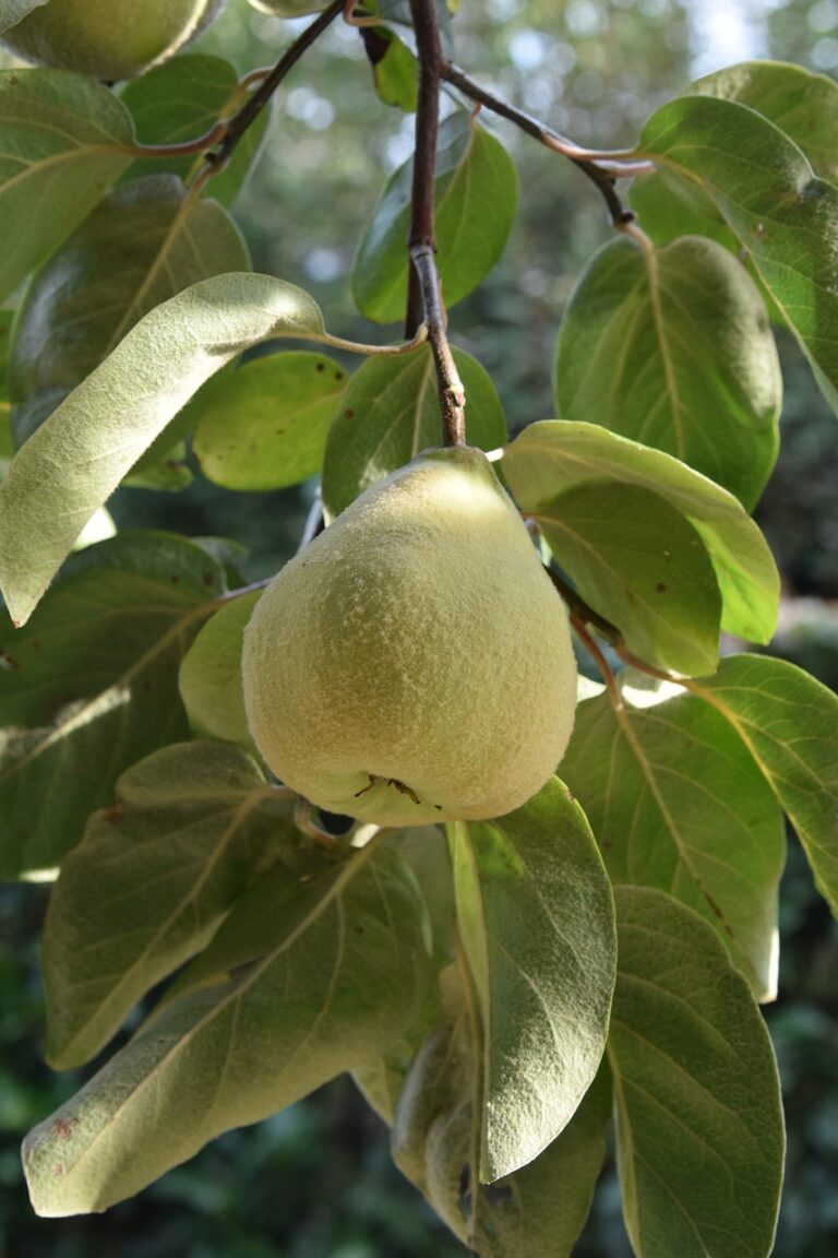 Health Benefits of Quince - Carna Pedia